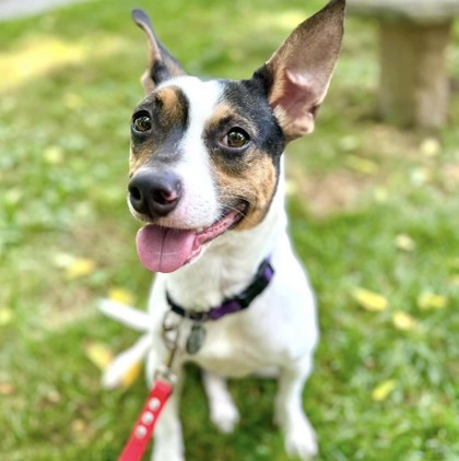 Dogs at Main Line Animal Rescue | Adoptables