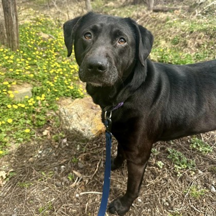 Dogs at Main Line Animal Rescue | Adoptables