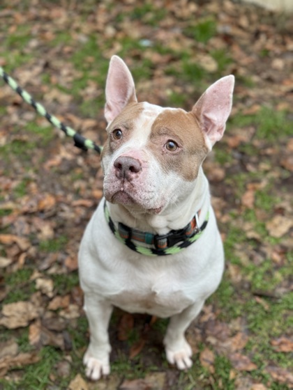 Dogs – Lancaster | Adoptables