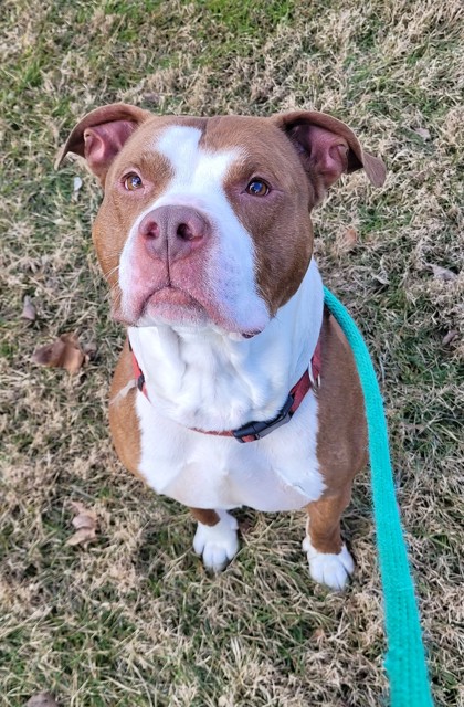 Dogs – Lancaster | Adoptables