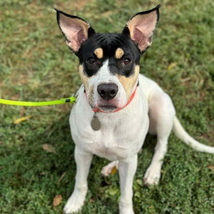 Dogs at Main Line Animal Rescue | Adoptables