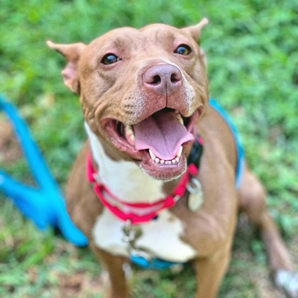 Dogs at Main Line Animal Rescue | Adoptables