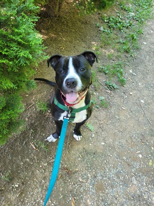 Dogs – Lancaster | Adoptables