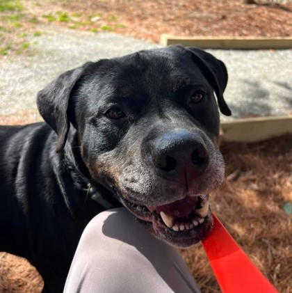 Dogs at Main Line Animal Rescue | Adoptables