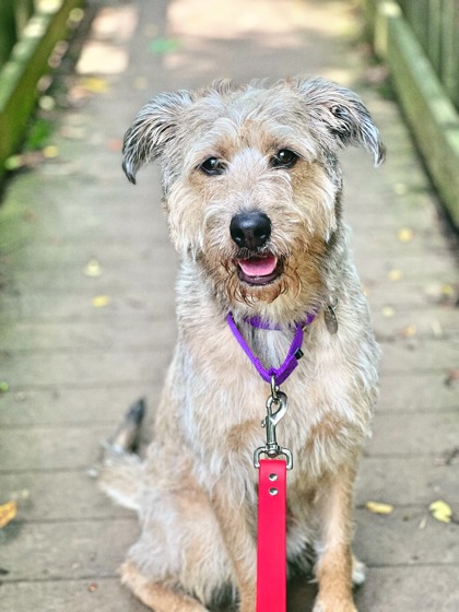 Dogs at Main Line Animal Rescue | Adoptables