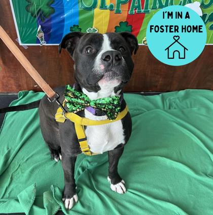 Dogs – Lancaster | Adoptables