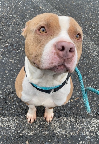 Dogs – Lancaster | Adoptables