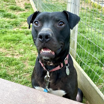 Dogs at Main Line Animal Rescue | Adoptables