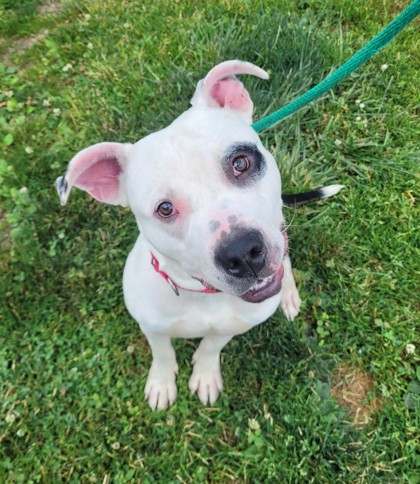 Dogs – Lancaster | Adoptables