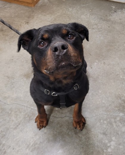 Dogs – Lancaster | Adoptables