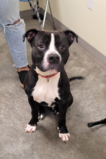 Dogs – Lancaster | Adoptables