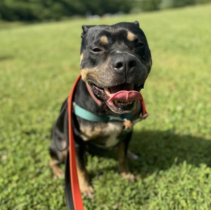 Dogs at Main Line Animal Rescue | Adoptables