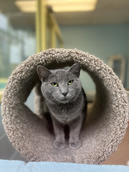 Cats – Philadelphia | Adoptables
