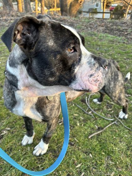 Dogs at Main Line Animal Rescue | Adoptables