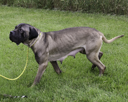 Dane County Humane Society | Luna