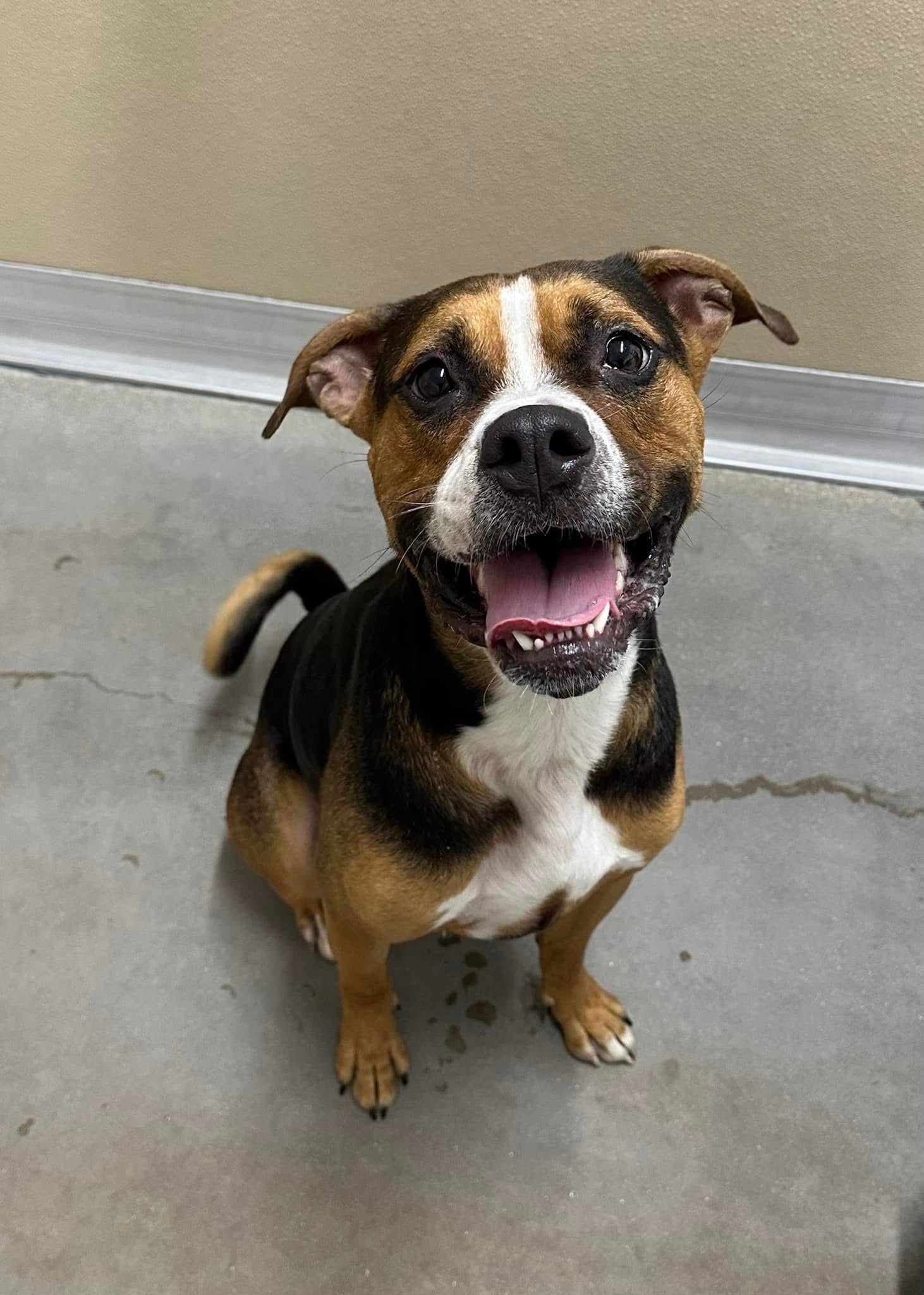 Adopt – Dog Listings – Green County Humane Society