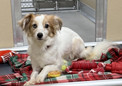 Adopt – Dog Listings – Green County Humane Society
