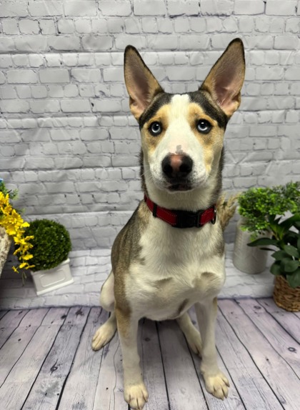 Adopt – Dog Listings – Green County Humane Society