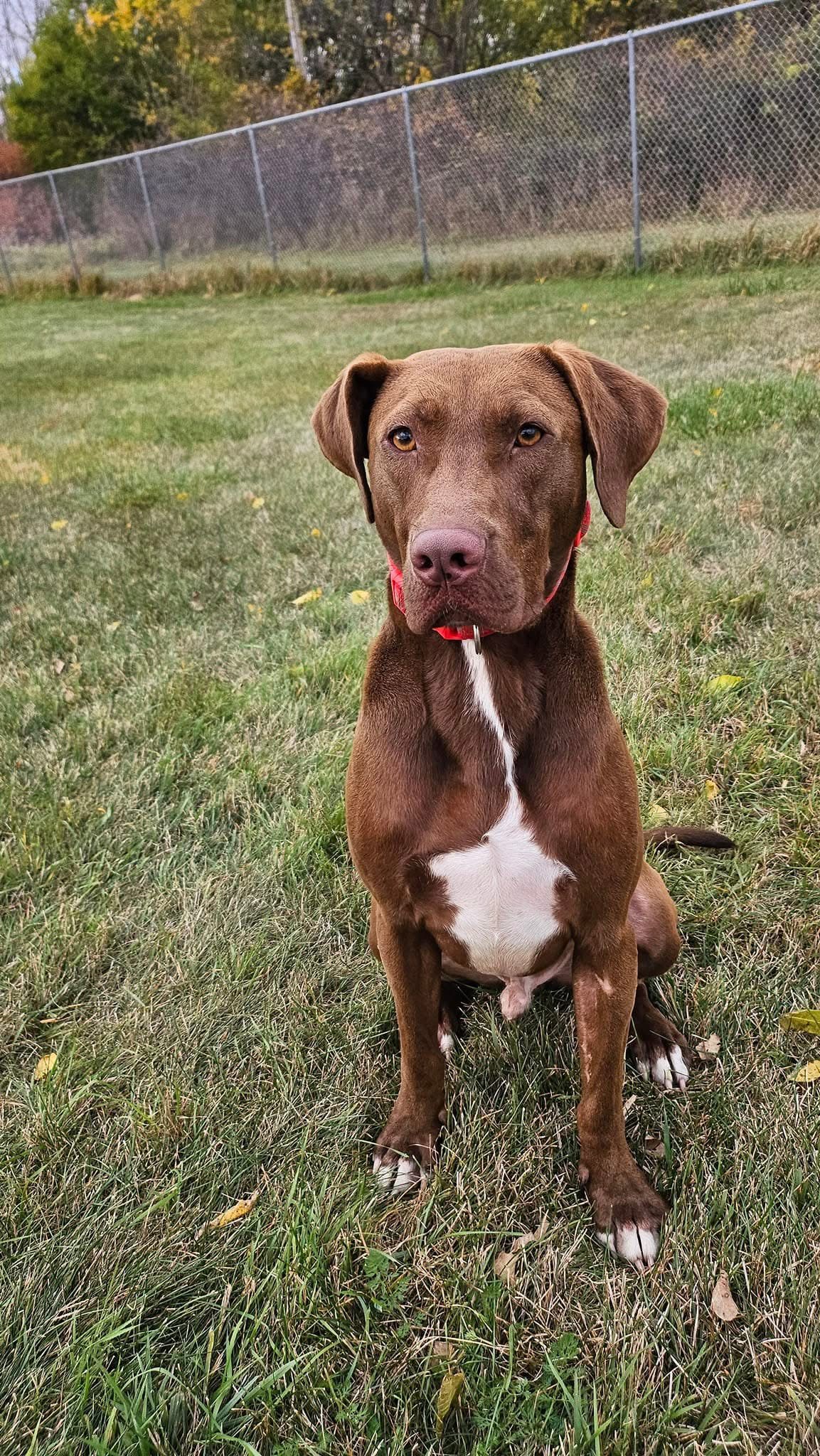 Adopt – Dog Listings – Green County Humane Society