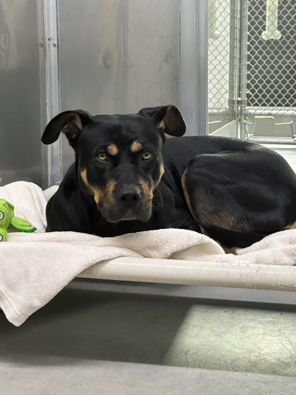 Adopt – Dog Listings – Green County Humane Society