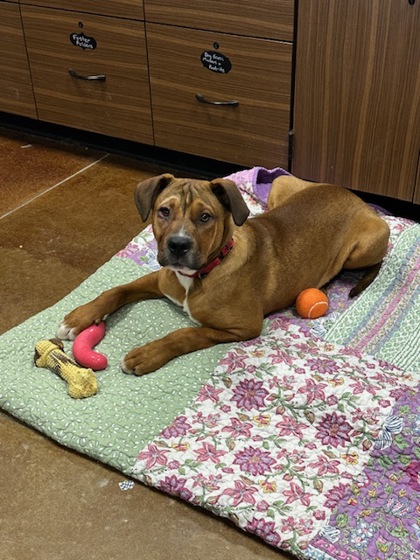Adopt – Dog Listings – Green County Humane Society