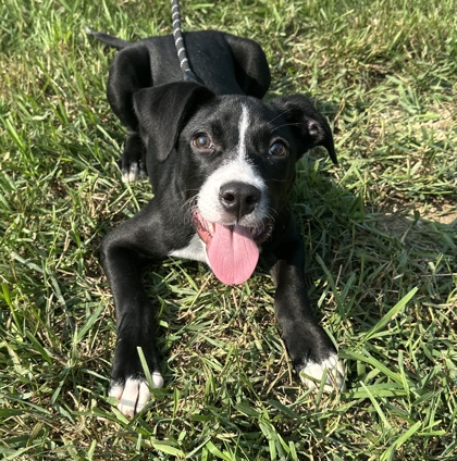 Adopt – Dog Listings – Green County Humane Society