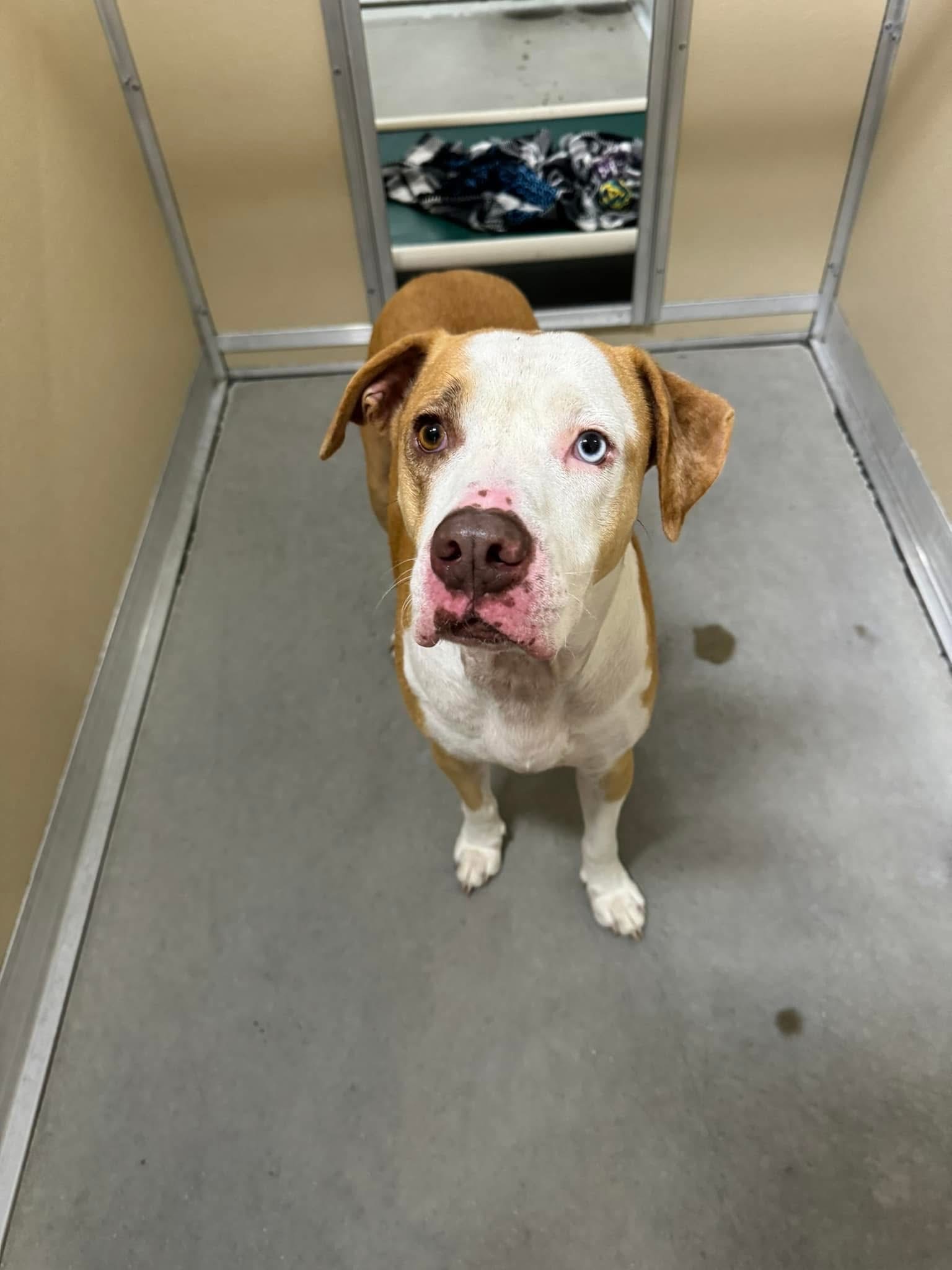 Adopt – Dog Listings – Green County Humane Society