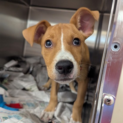 Adopt – Dog Listings – Green County Humane Society