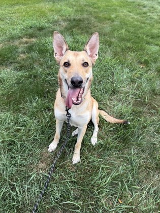 Adopt – Dog Listings – Green County Humane Society