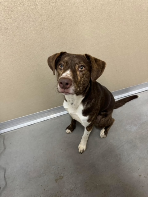 Adopt – Dog Listings – Green County Humane Society