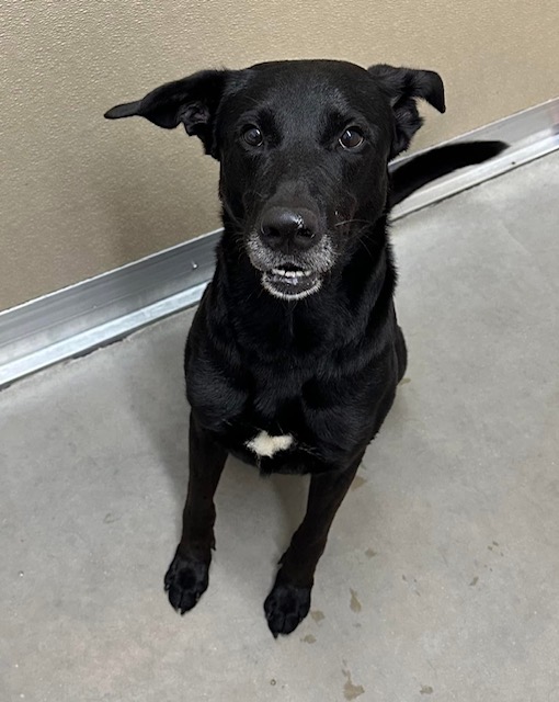 Adopt – Dog Listings – Green County Humane Society